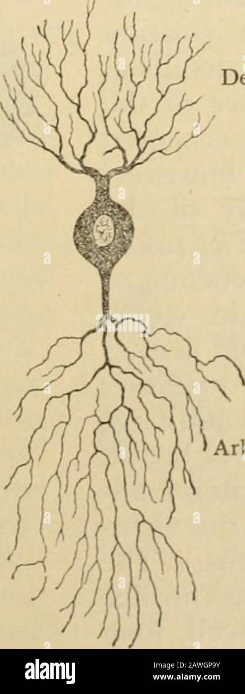 Telodendria hi-res stock photography and images - Alamy