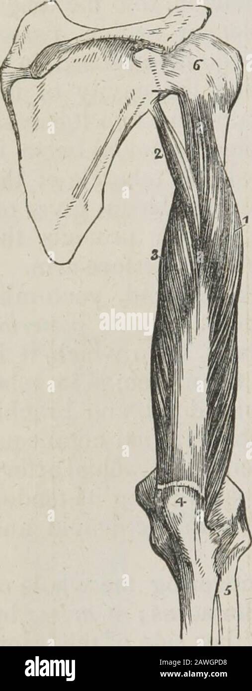 A system of human anatomy, general and special . is space pass the ...