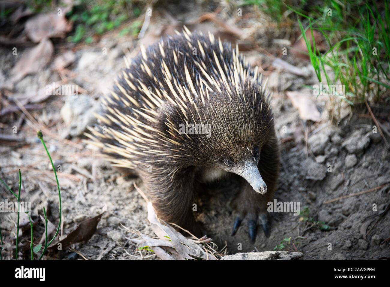 Digging bugs hi-res stock photography and images - Alamy