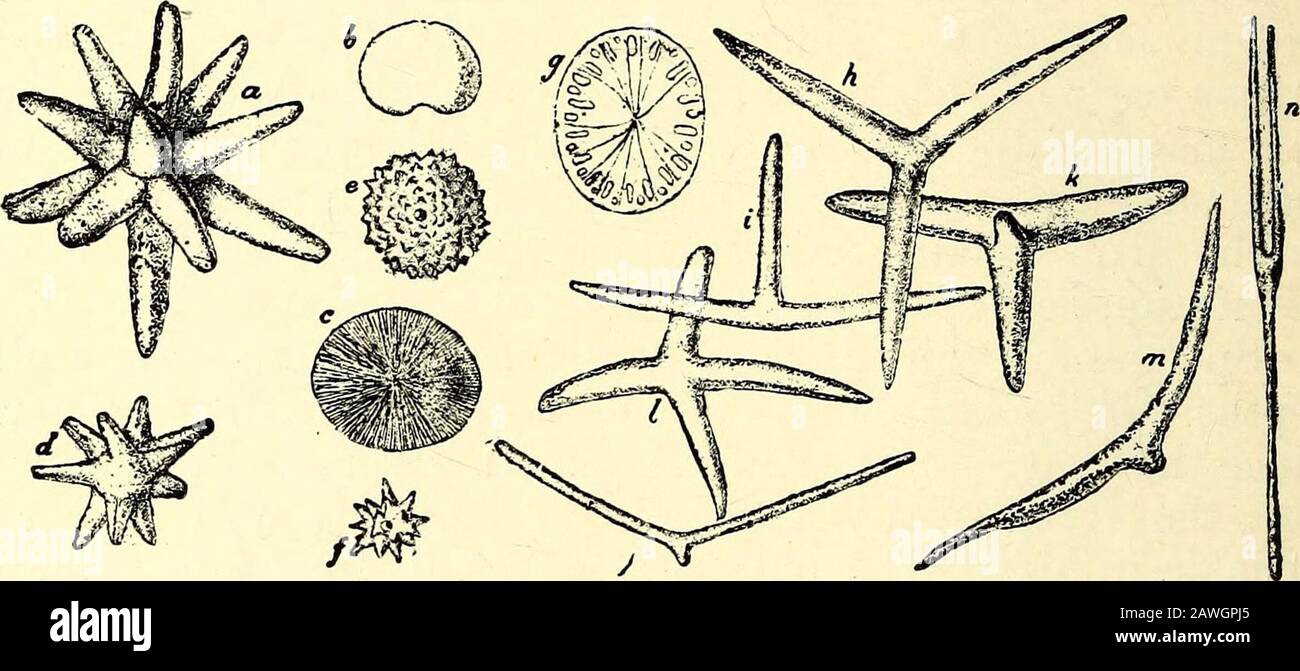 A guide to the fossil invertebrate animals in the Department of geology ...
