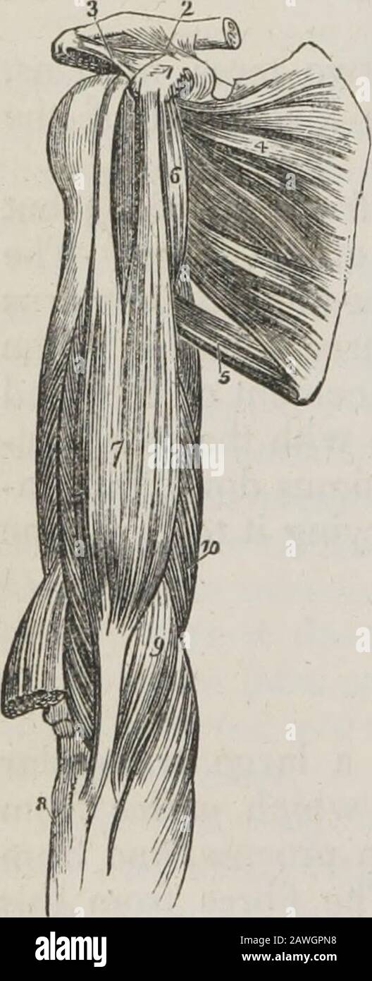 A system of human anatomy, general and special . e shorthead of the ...