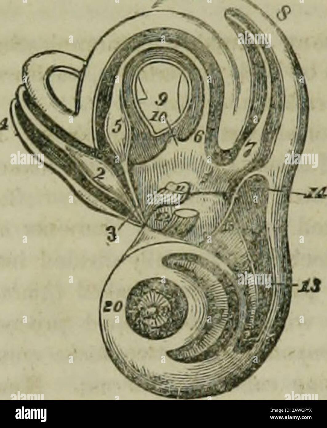 Membranous labyrinth hi-res stock photography and images - Alamy
