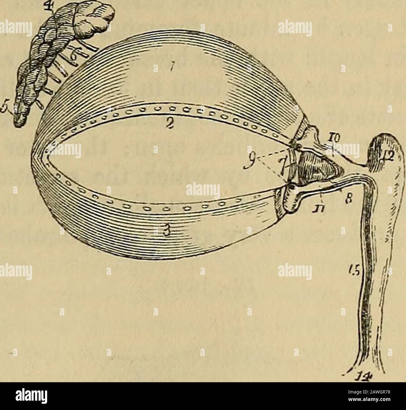 Angular canthus hi-res stock photography and images - Alamy