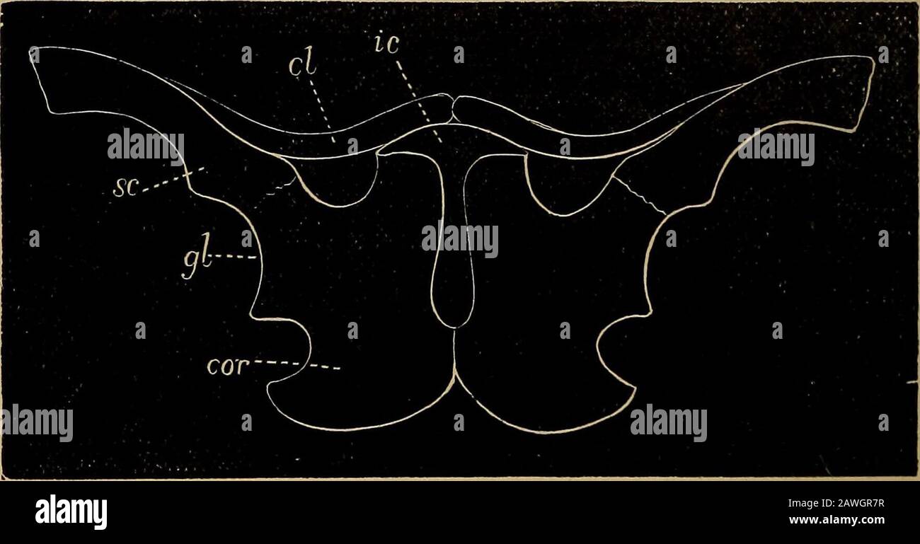 Scapula pig hi-res stock photography and images - Alamy
