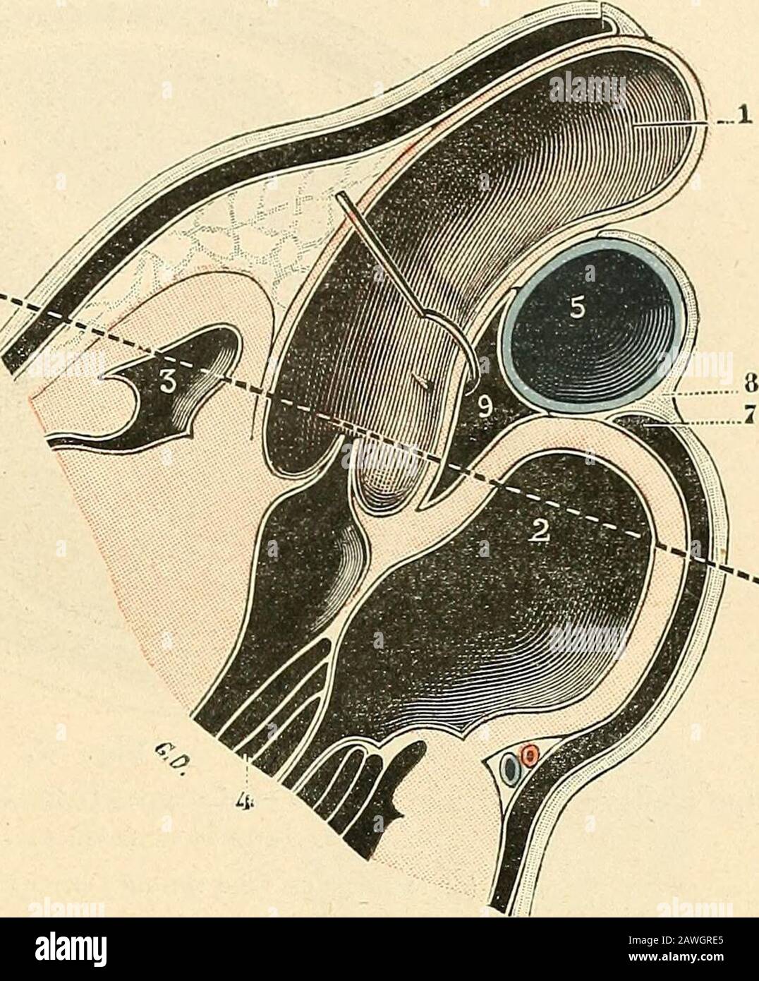 Dissection humaine hi-res stock photography and images - Alamy