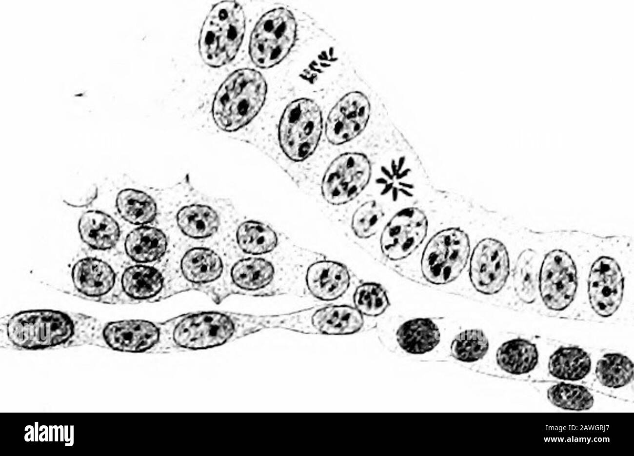 Human embryonic development cells hi-res stock photography and images ...