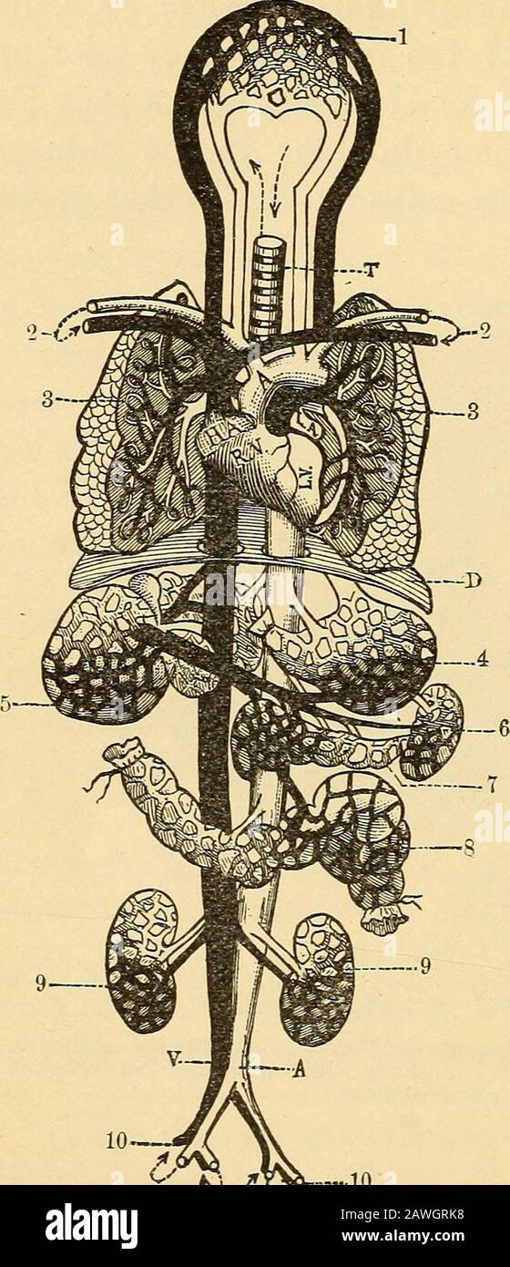 Anatomy, physiology and hygiene . Fig. 67. Injected Cross-section of a ...