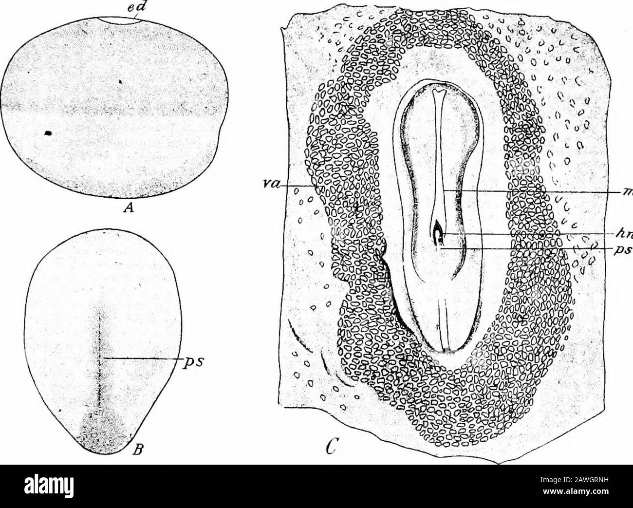 Germ Layers Black and White Stock Photos & Images - Alamy