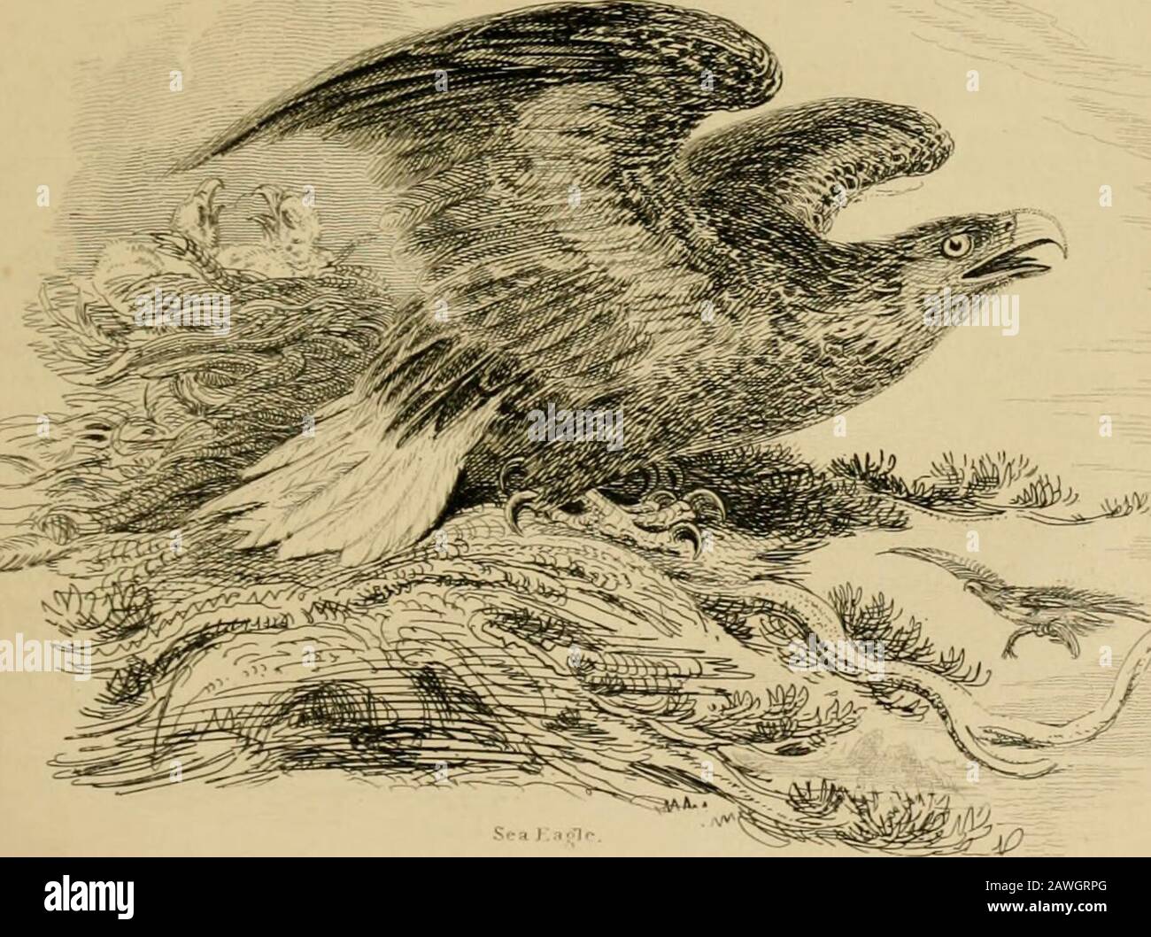 Apparently docile hi-res stock photography and images - Alamy