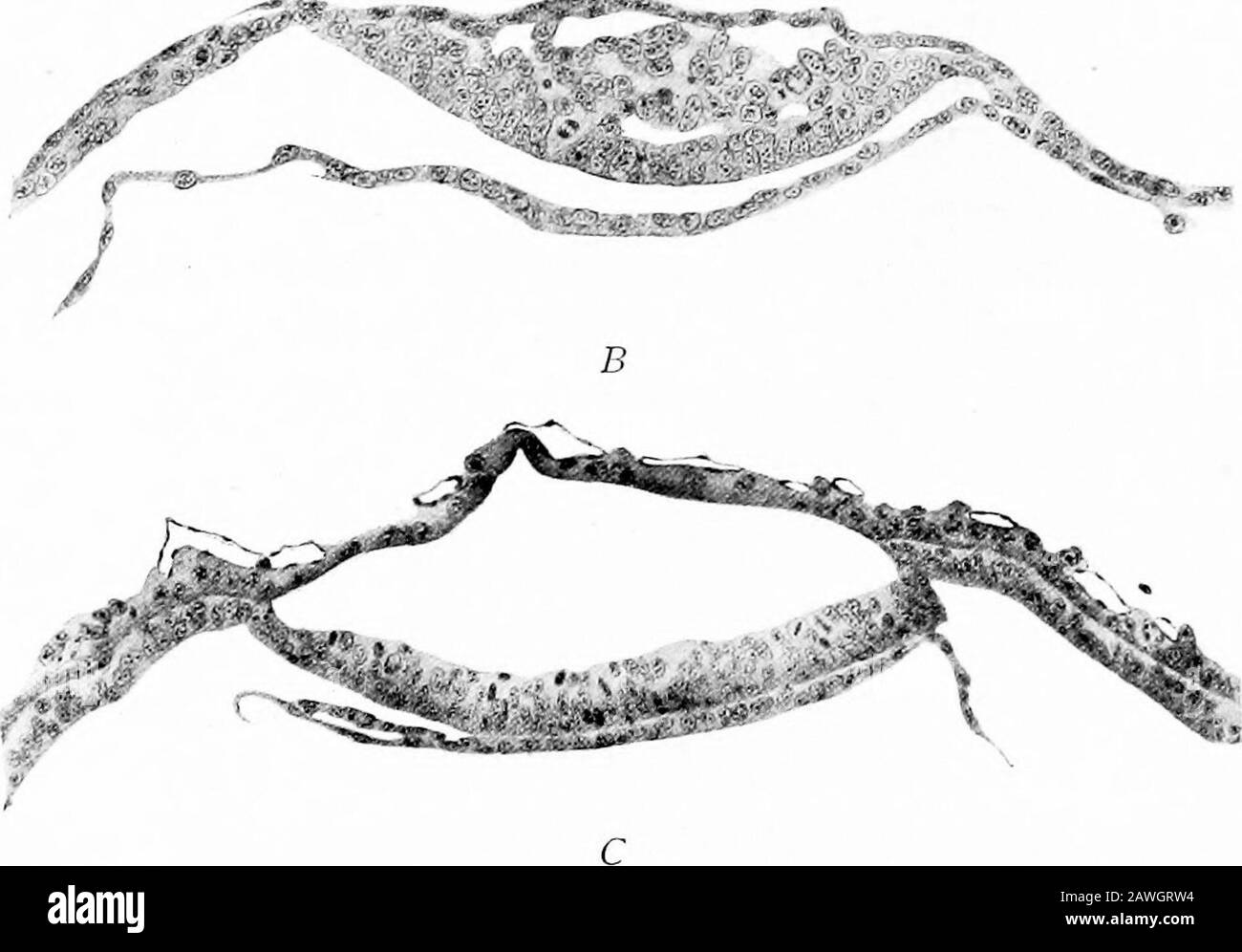 Germ Layers Black and White Stock Photos & Images - Alamy