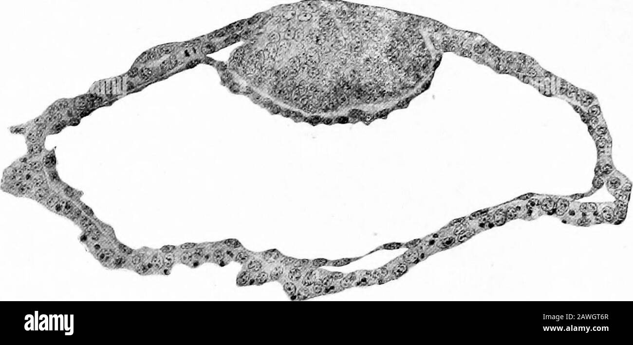 Human embryonic development cells hi-res stock photography and images ...