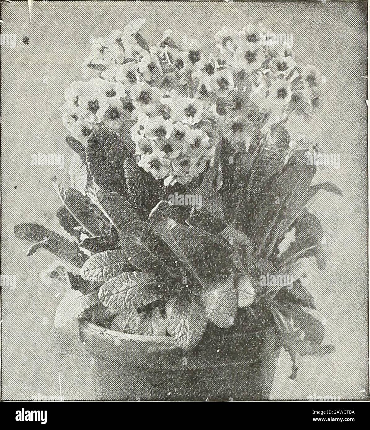 Pulmonaria maculata hi-res stock photography and images - Alamy