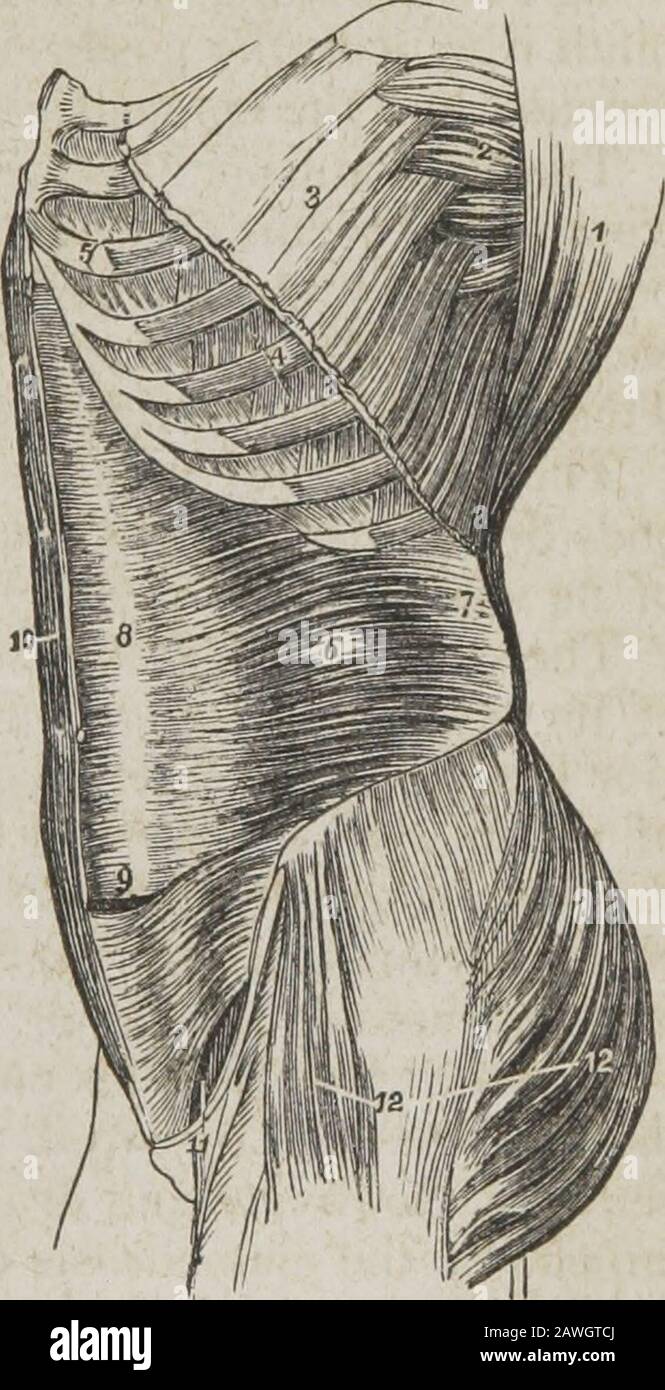 A system of human anatomy, general and special . of the lower ribs to ...