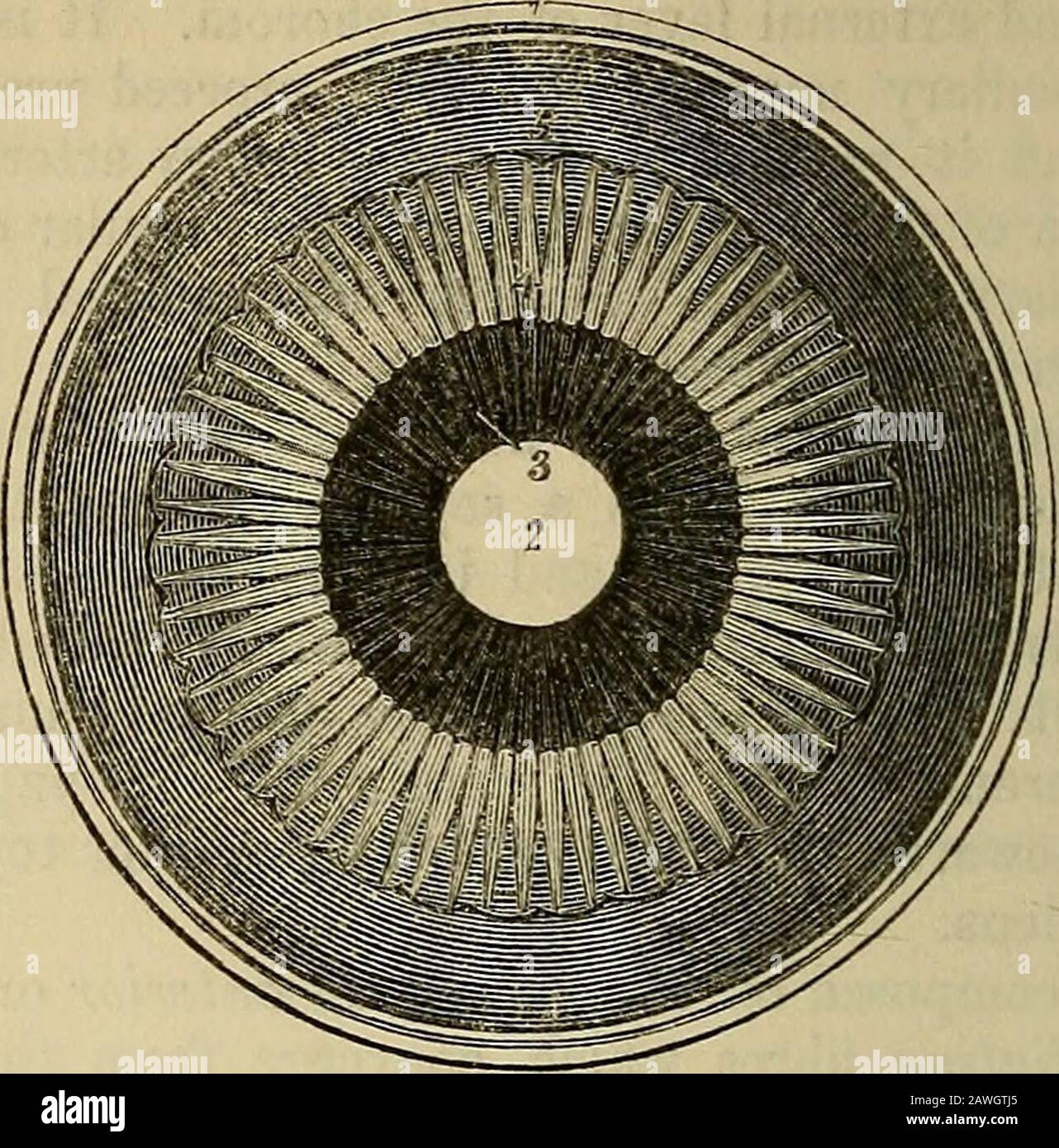 Zonula ciliaris hi-res stock photography and images - Alamy