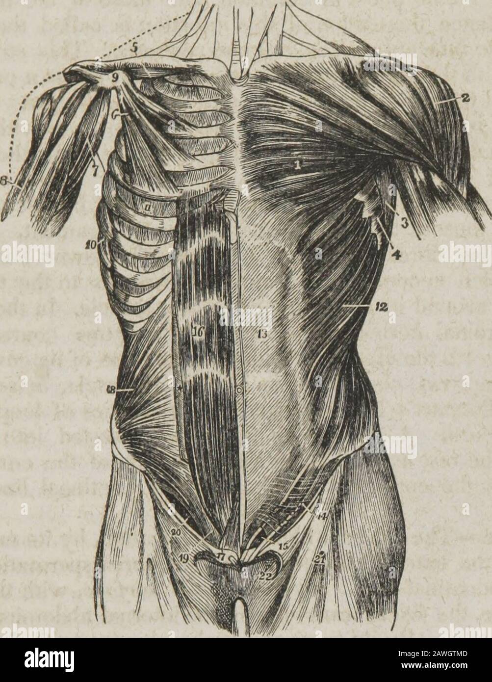 Crest of ilium hi-res stock photography and images - Alamy