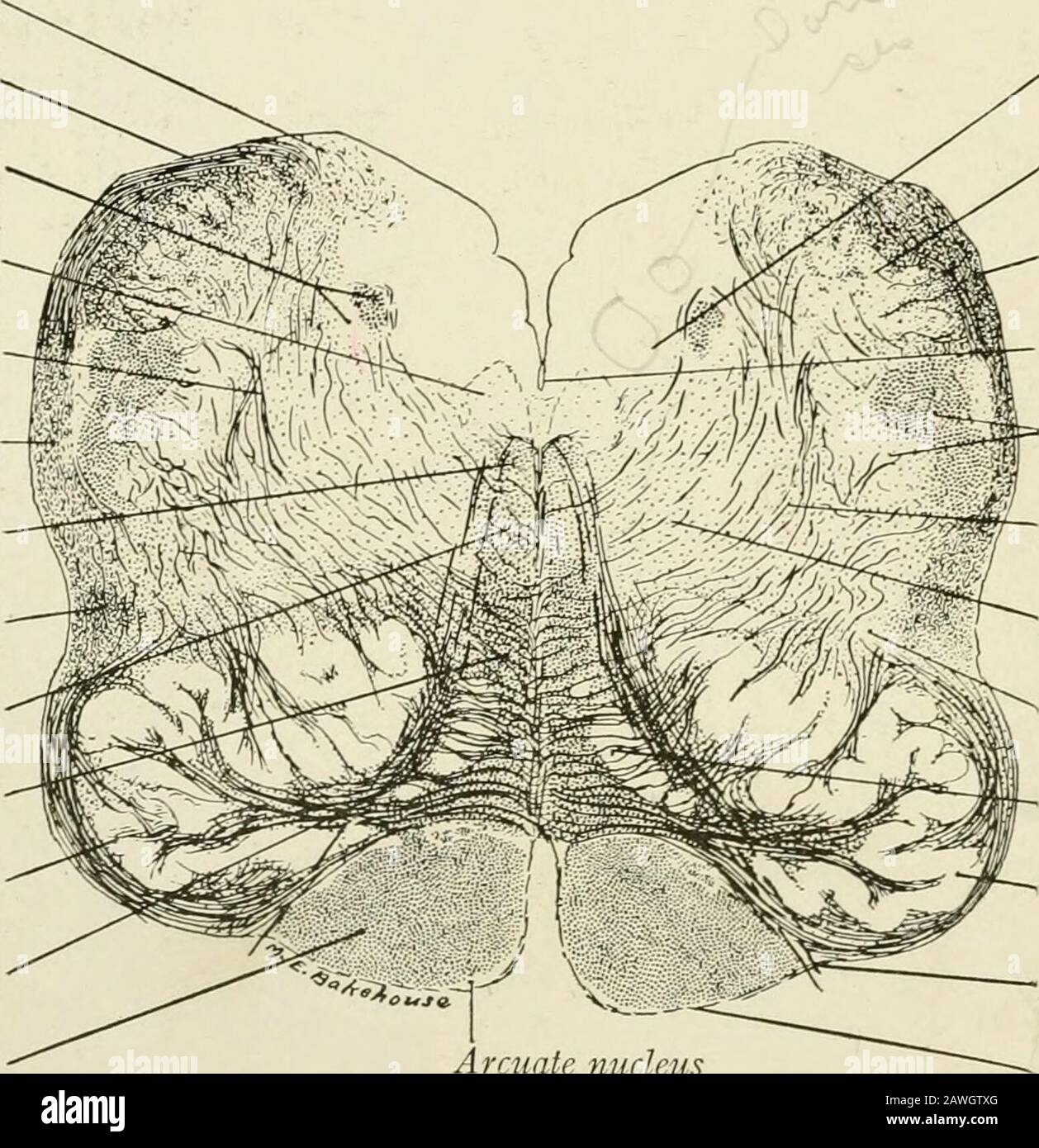 The anatomy of the nervous system, from the standpoint of development ...