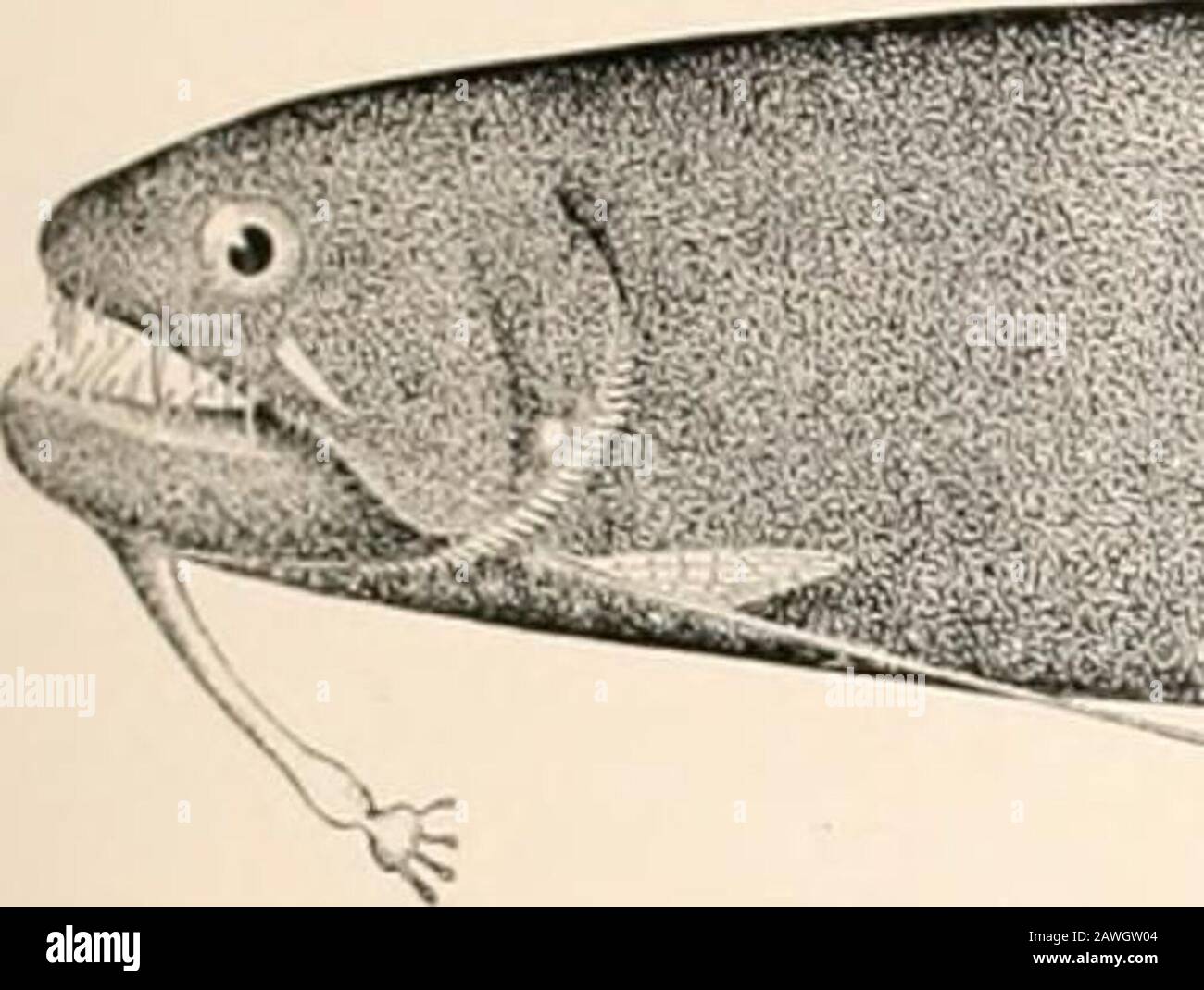 Stomias affinis hi-res stock photography and images - Alamy