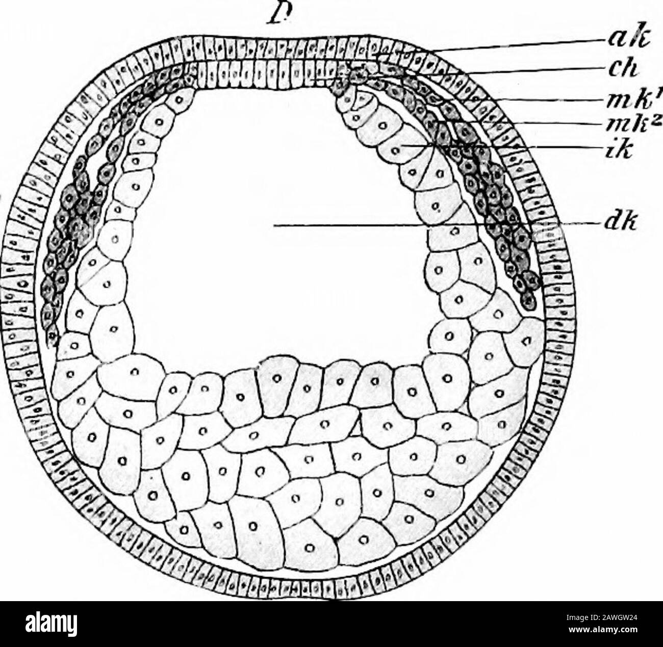 Blastopore In Humans