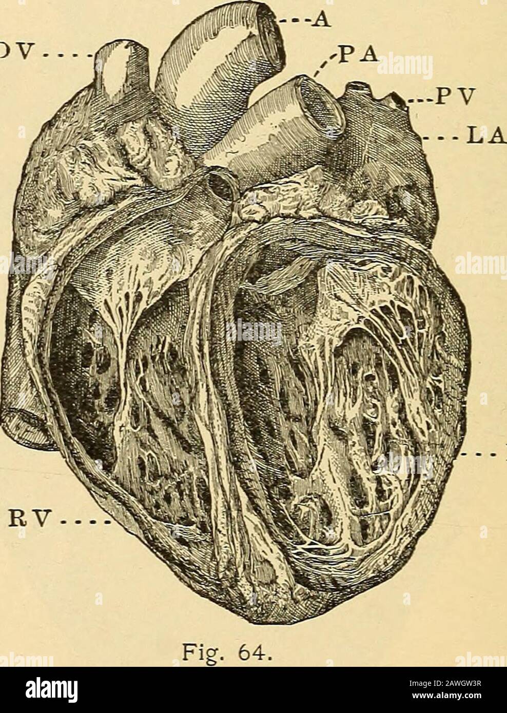 Front view heart blood vessels hi-res stock photography and images - Alamy
