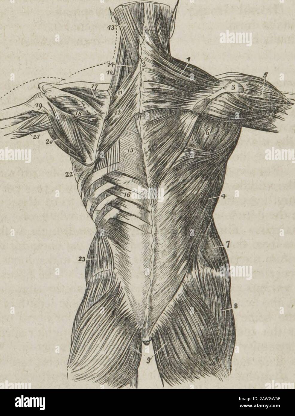 A system of human anatomy, general and special . oosely by its dorsal ...
