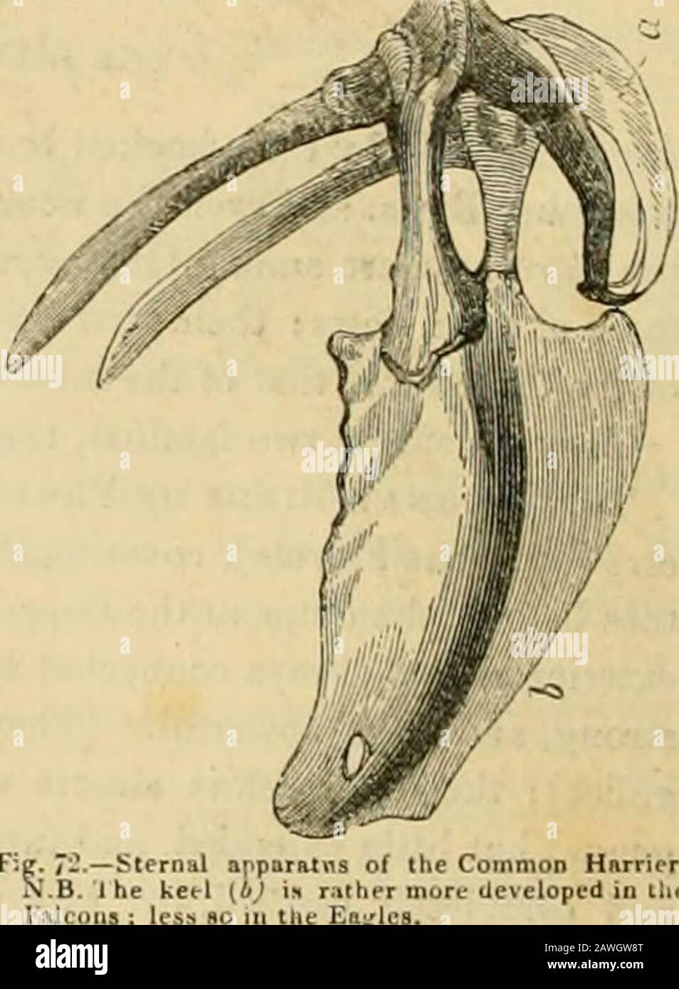 The animal kingdom : arranged after its organization, forming a natural ...