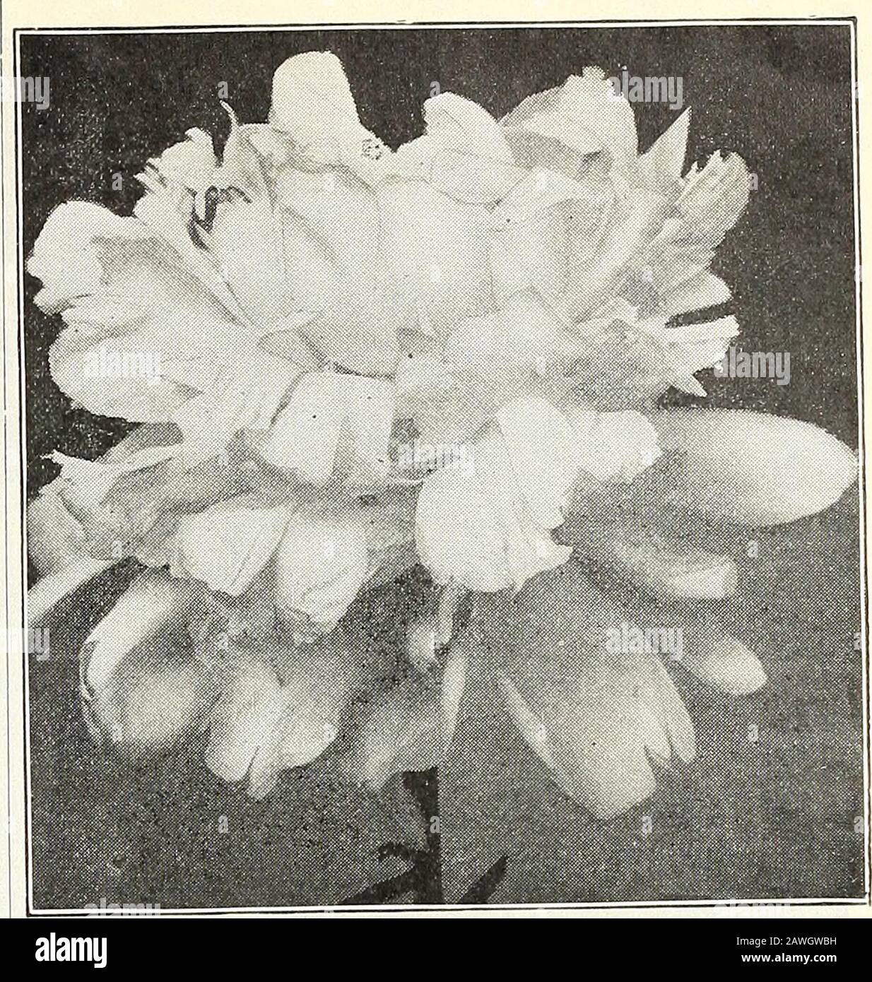 Orobus orientalis hi-res stock photography and images - Alamy