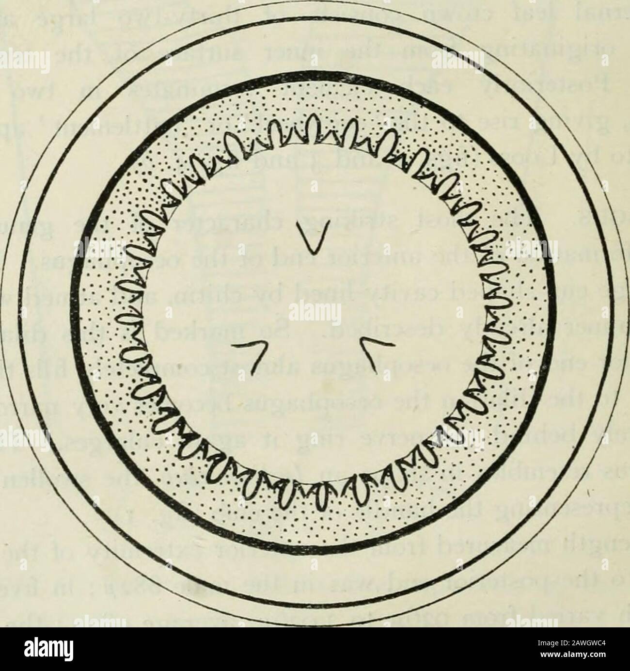 Annals of tropical medicine and parasitology . Fig. 4(Z. Section ...