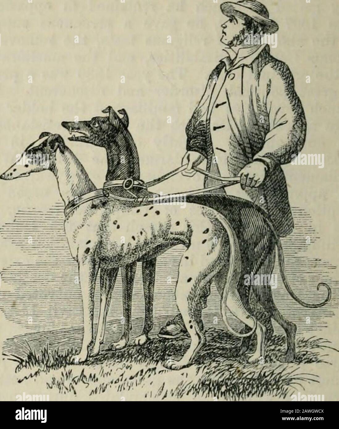 Staghound hi-res stock photography and images - Alamy