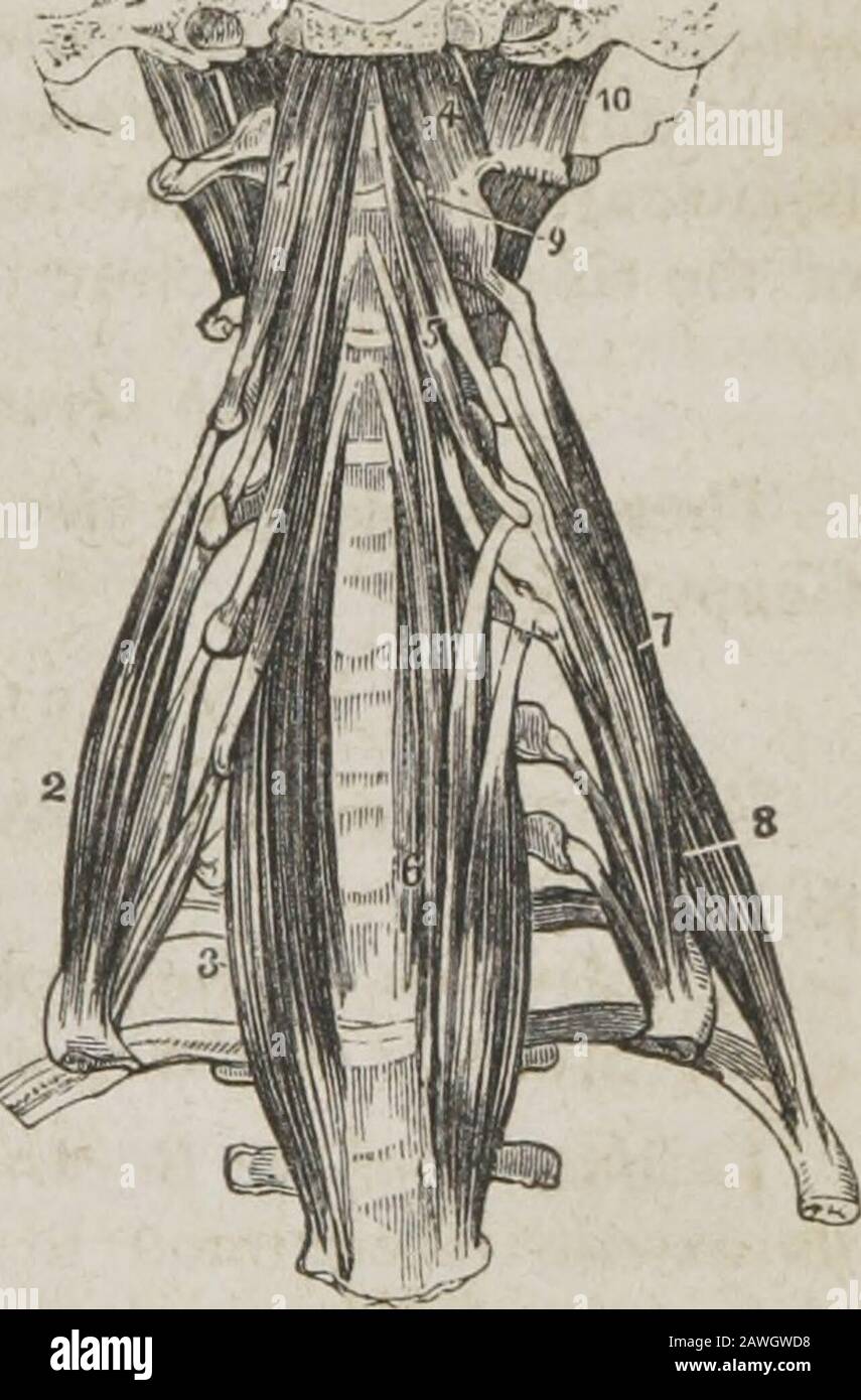 A system of human anatomy, general and special . firstrib, the inter ...