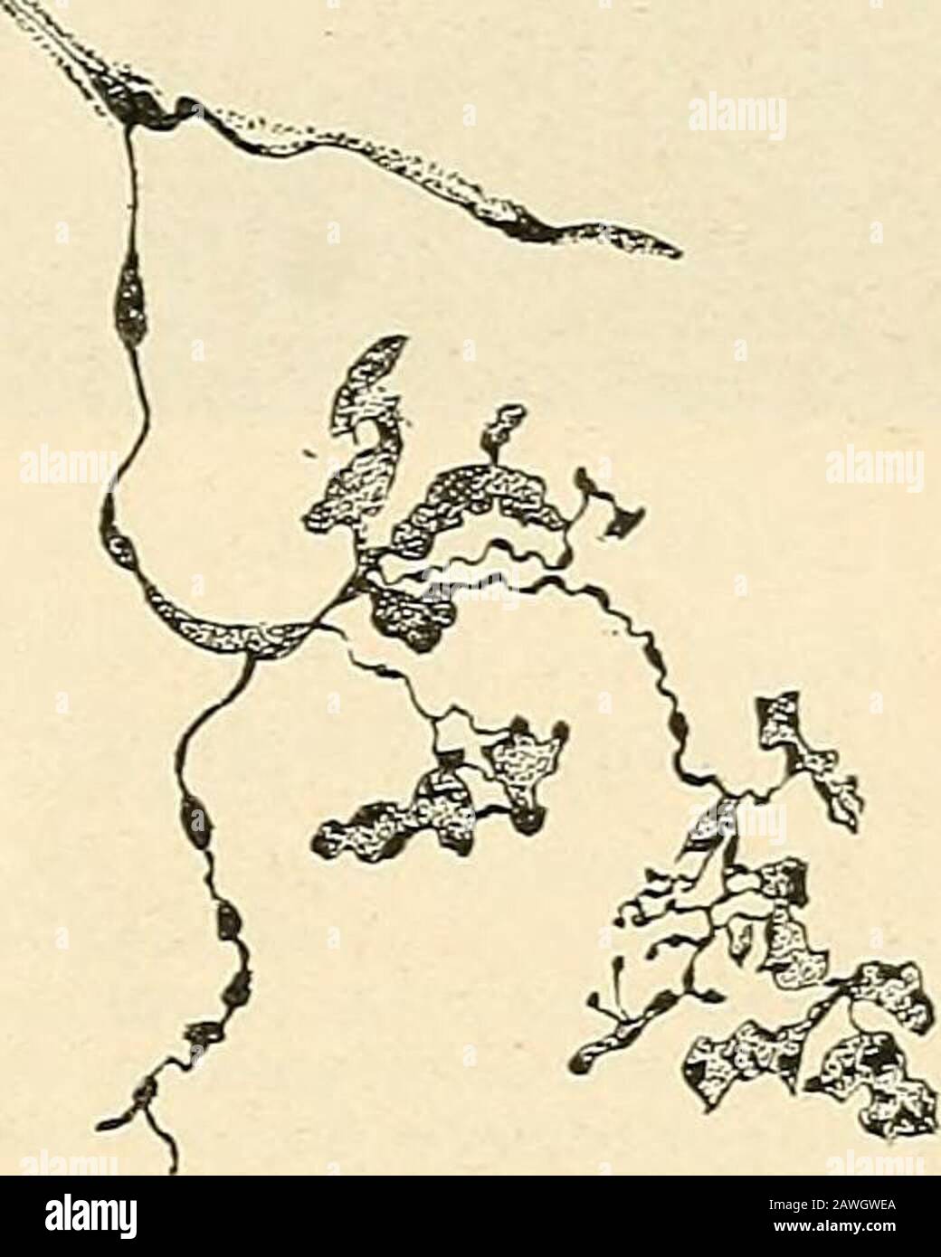 Traité d'anatomie humaine . s incitations motrices, le myo-carde ...