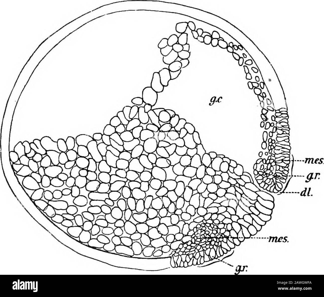 The development of the human body; a manual of human embryology . Fig ...