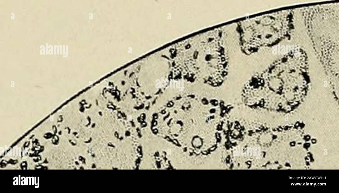 Gynecology . cells, and describes the outer layer, in that itconsists ...