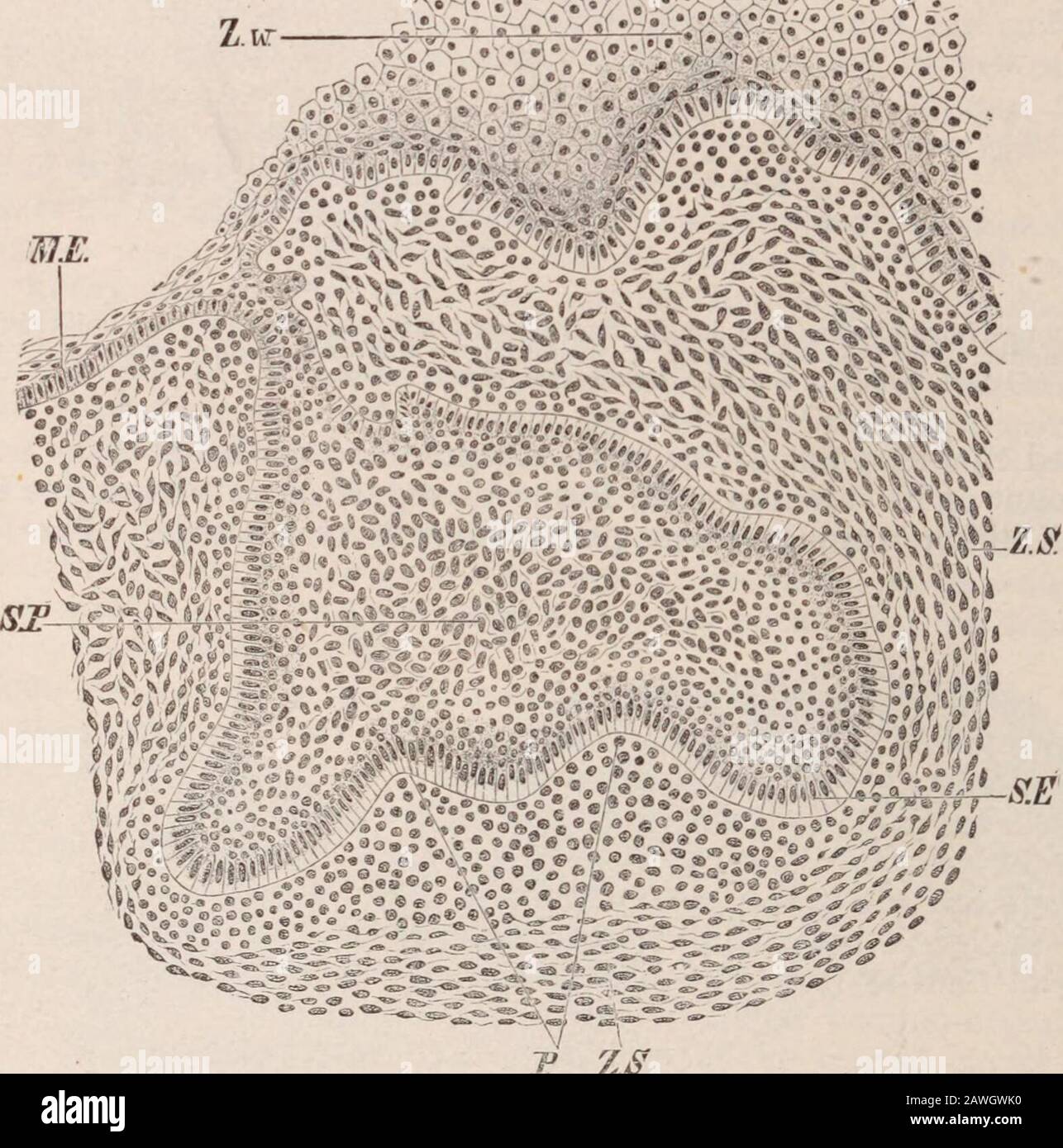 Dental cosmos . ental sac; M.E, epithelium of the jaw; Z.L, dental ...