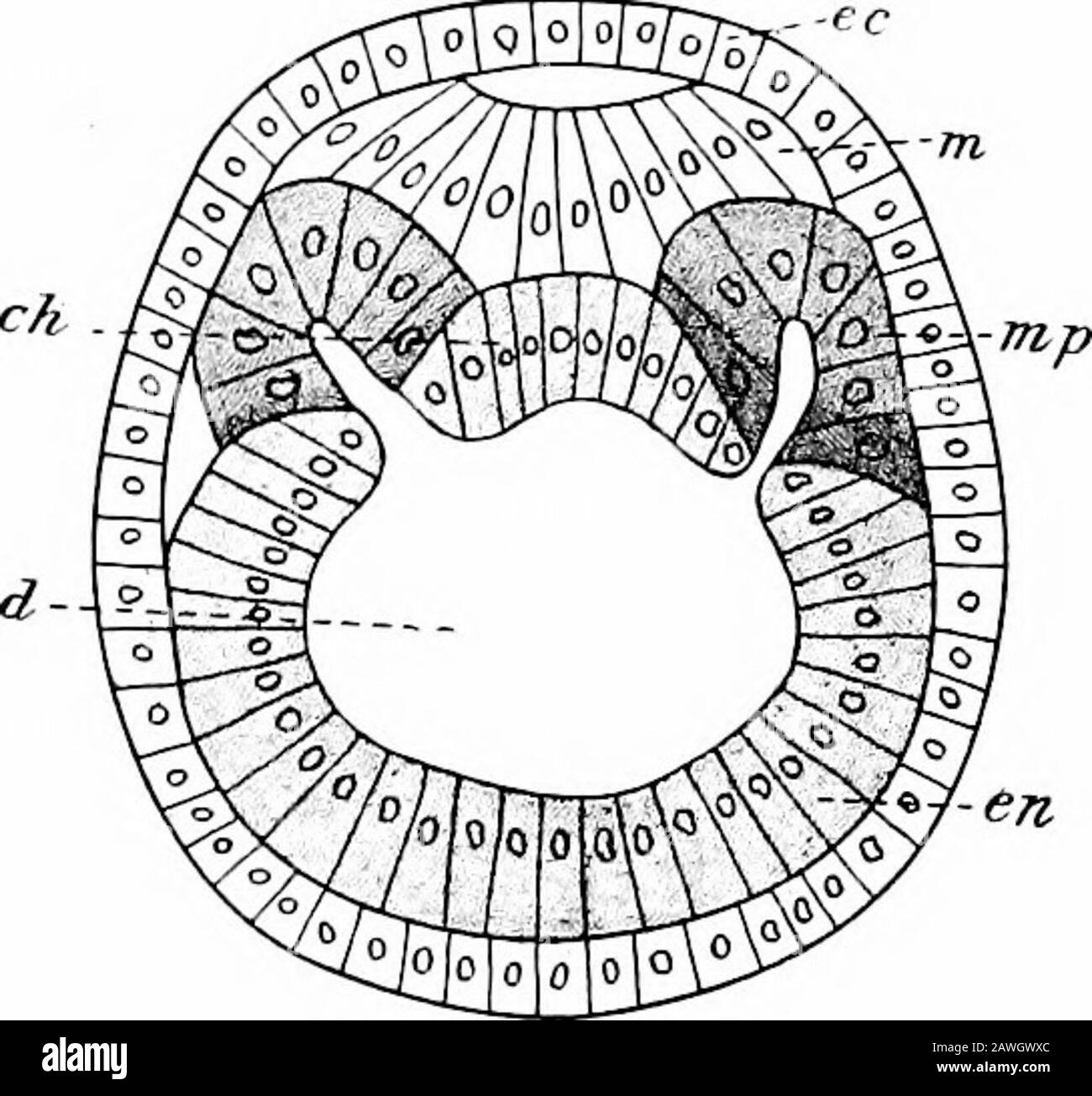 The development of the human body; a manual of human embryology ...