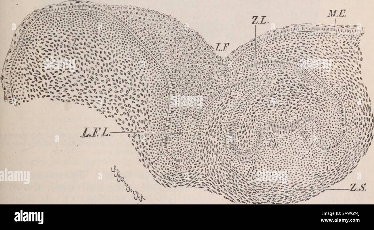 Dental cosmos . Fig. i.—Human foetus (3 cm. long). Sagittal section ...