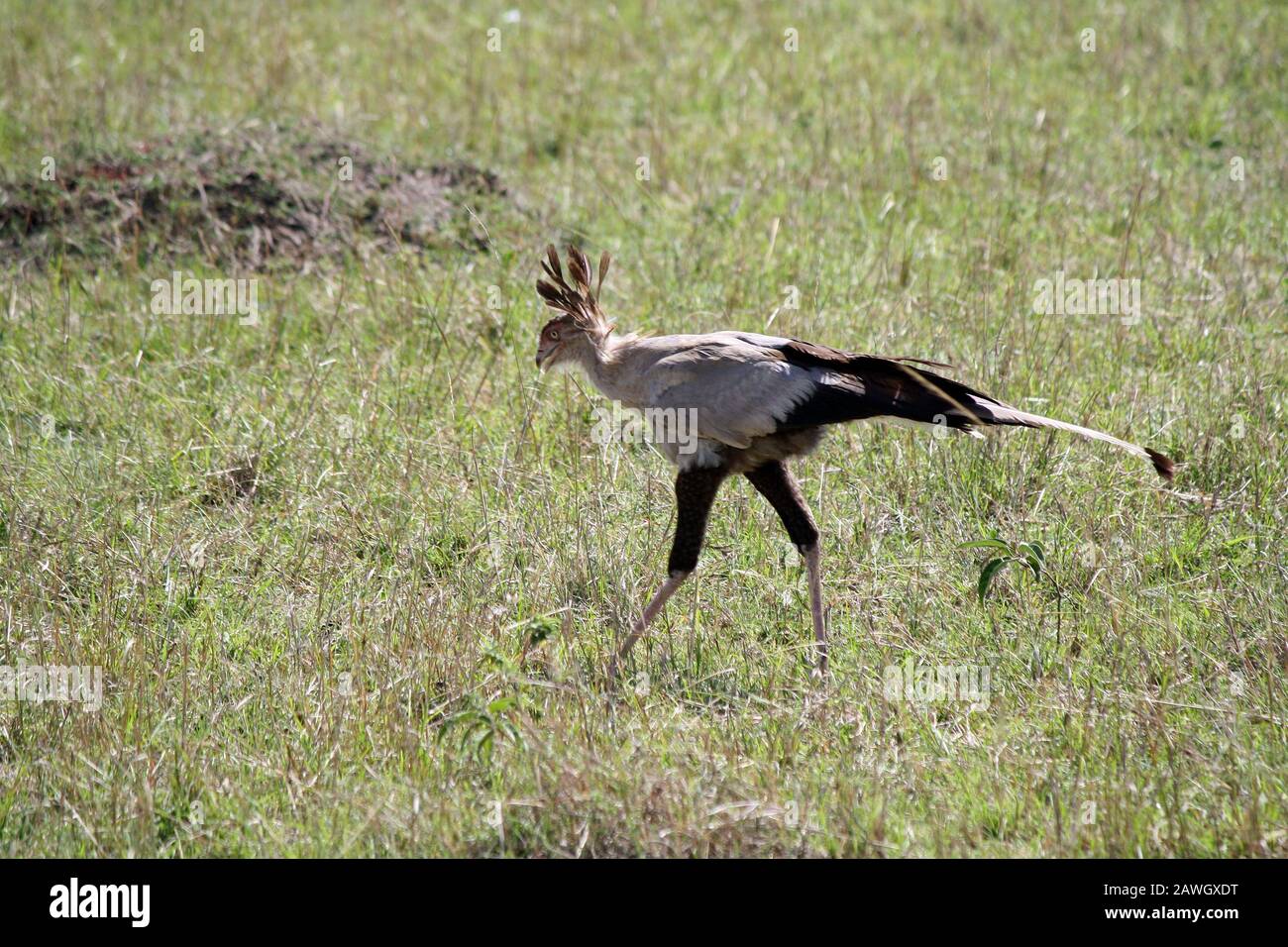 Poster bird hi-res stock photography and images - Alamy