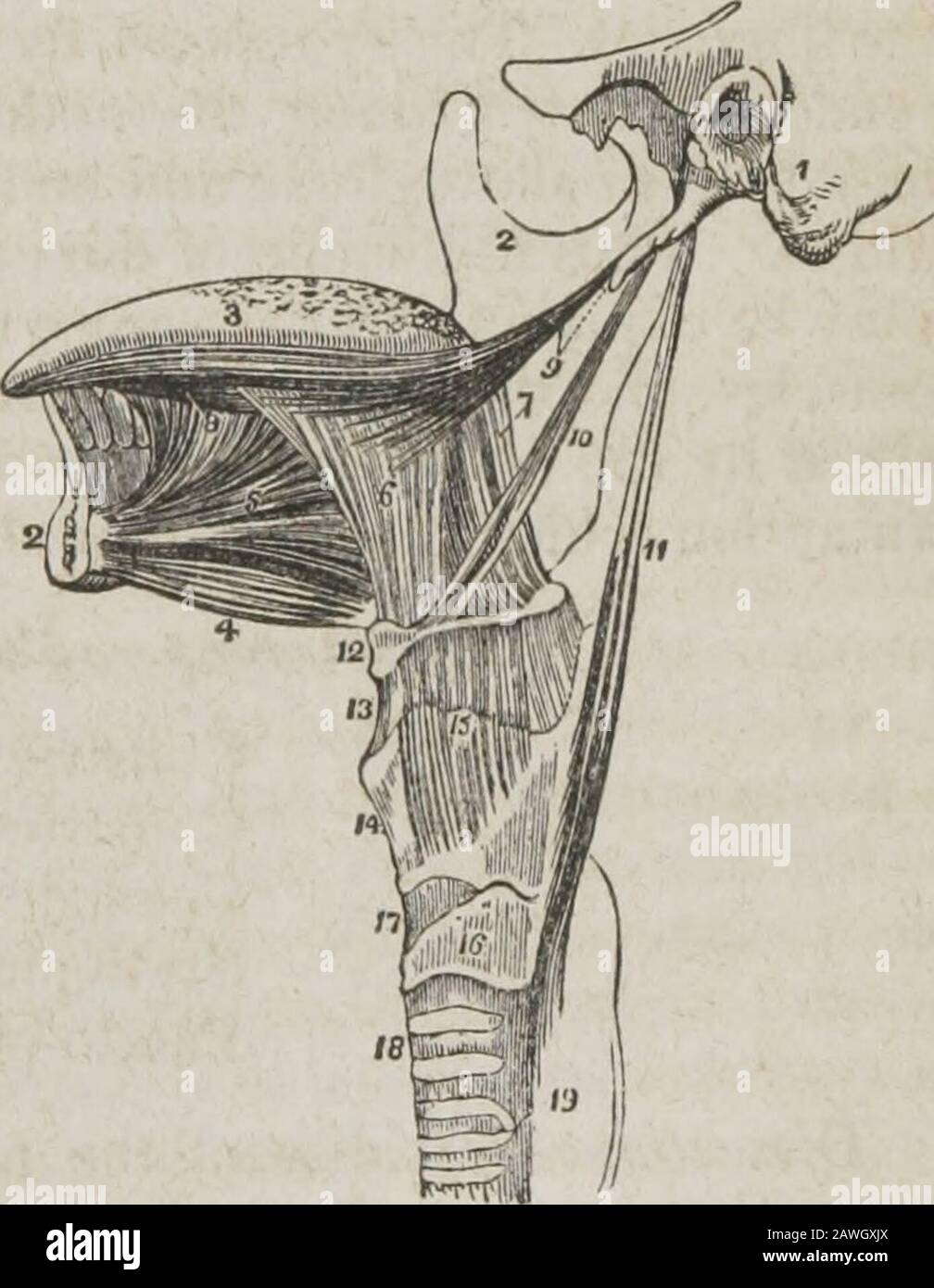 A system of human anatomy, general and special . scles of the tongue. 1 ...