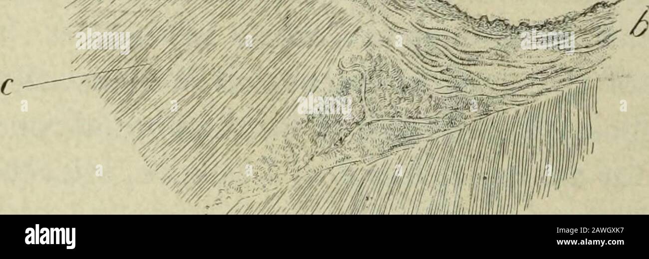 The Dental cosmos . of the dentine of the crown and neck of thetooth. A ...
