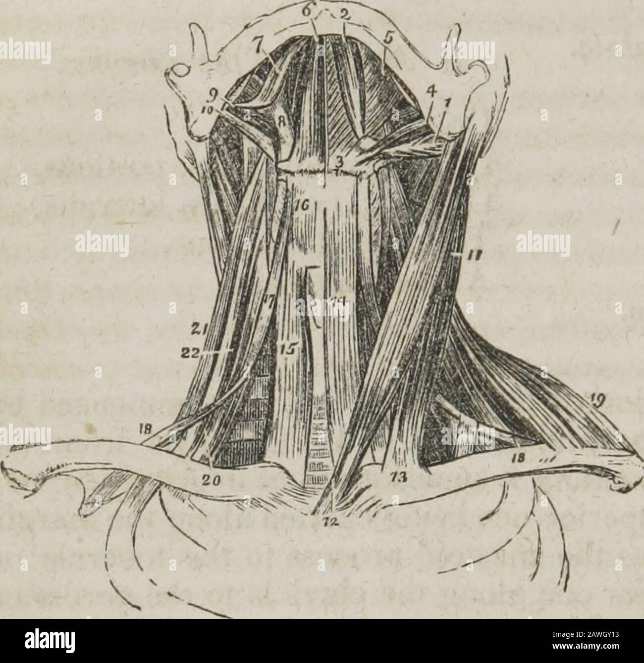 A system of human anatomy, general and special . ide of the face ...