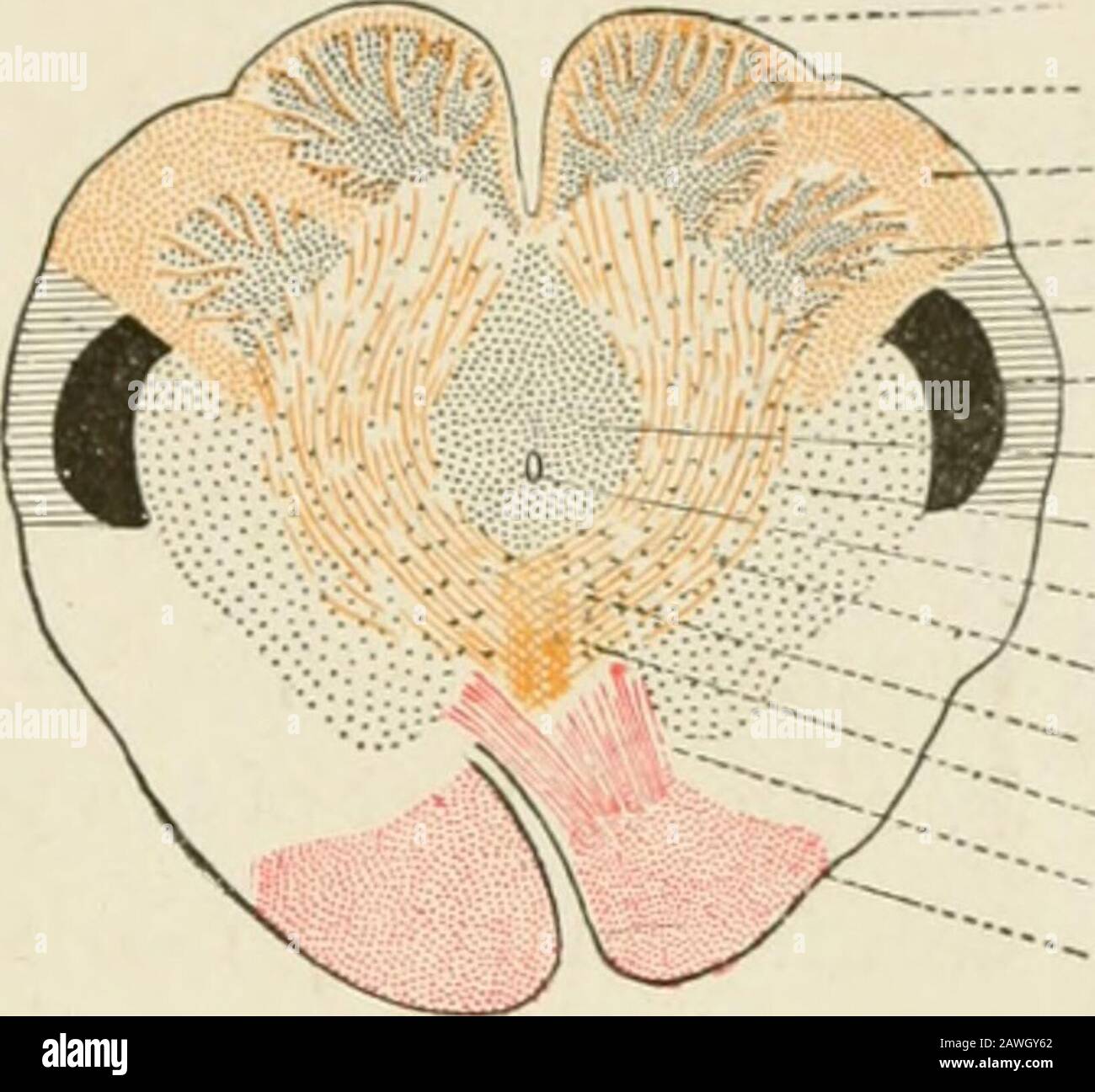 The anatomy of the nervous system, from the standpoint of development ...