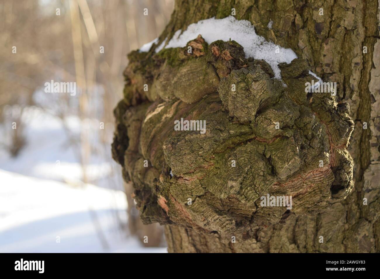 Abnormal tree growth hi-res stock photography and images - Alamy