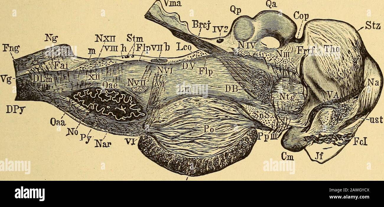 Foramen of magendie hi-res stock photography and images - Alamy