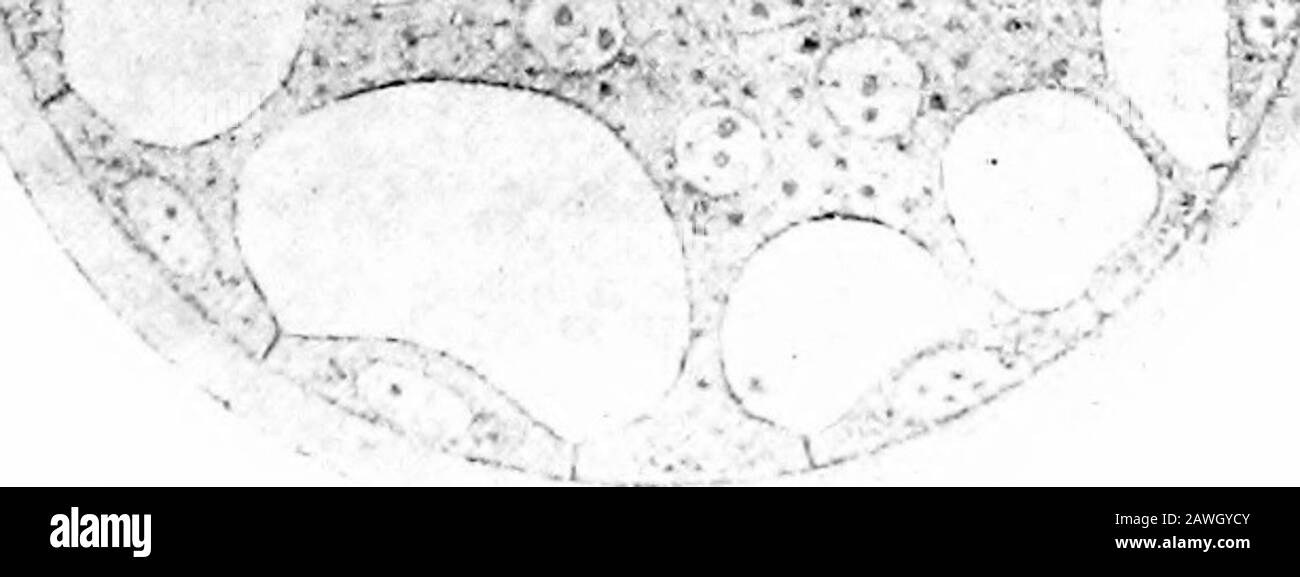 Human embryology Black and White Stock Photos & Images - Alamy