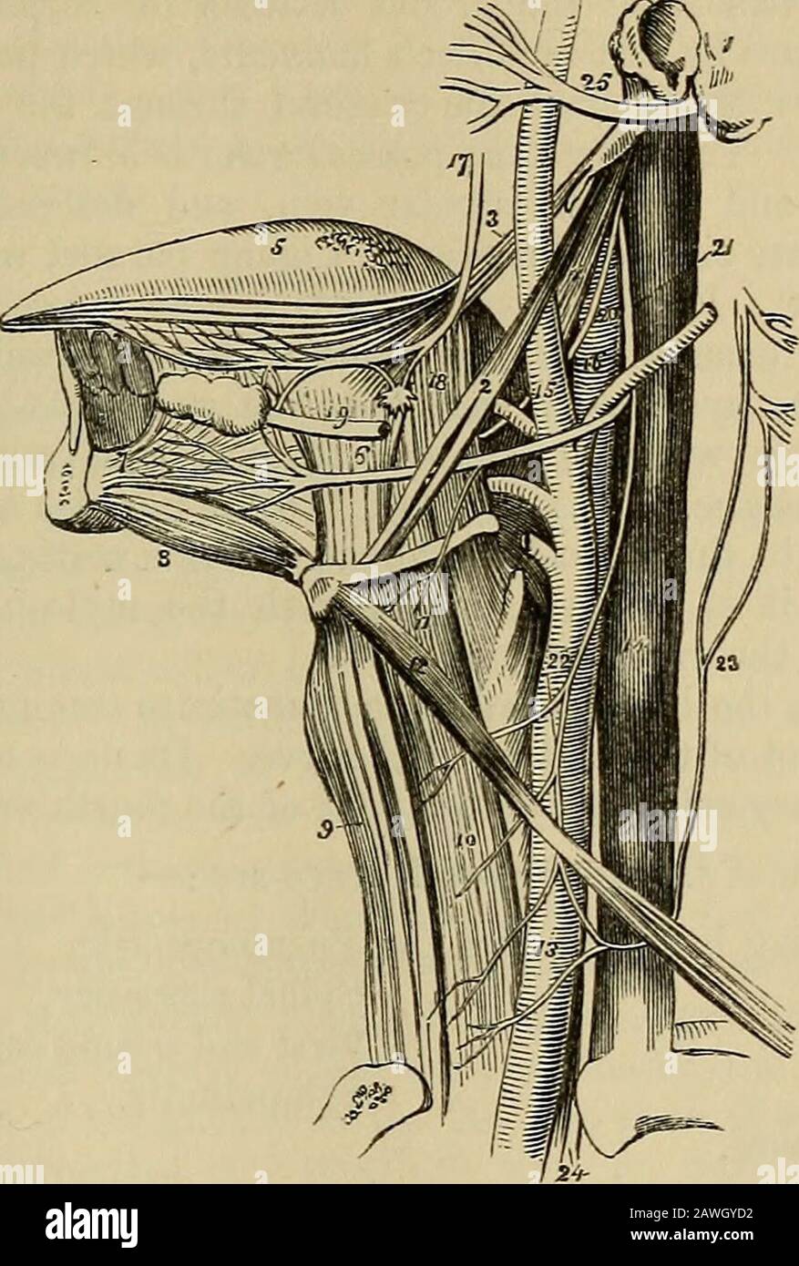 The anatomist's vade mecum : a system of human anatomy . sa itdivides ...