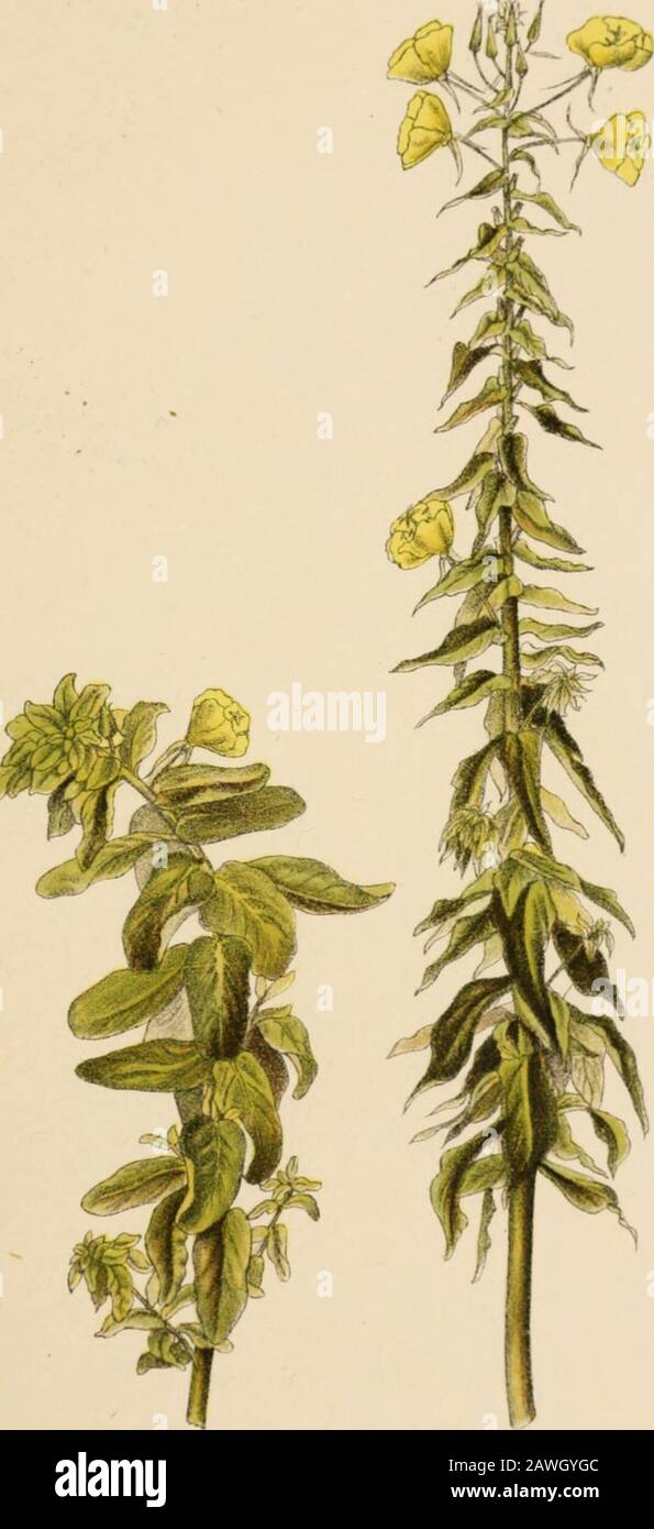 The mutation theory; experiments and observations on the origin of ...