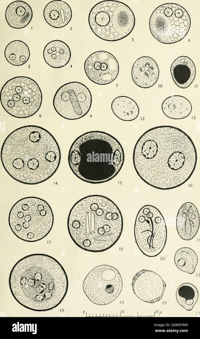 Chilomastix Mesnili Trophozoites