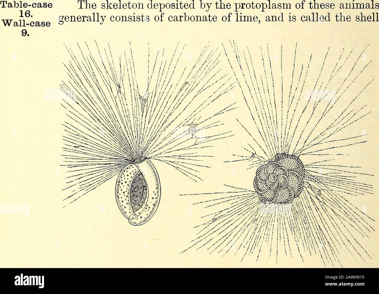 A guide to the fossil invertebrate animals in the Department of geology ...