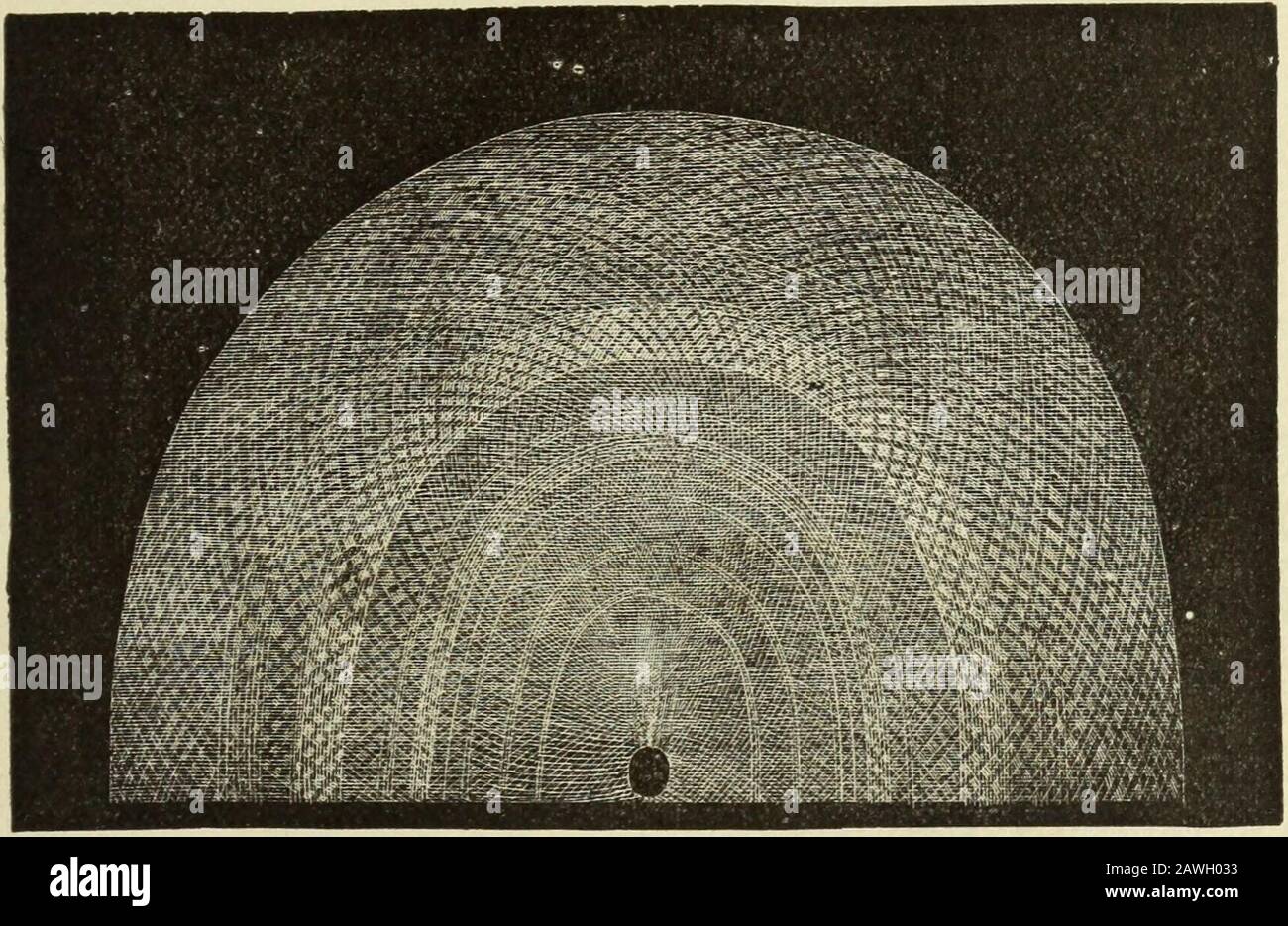 Ivory tusk cross section hi-res stock photography and images - Alamy