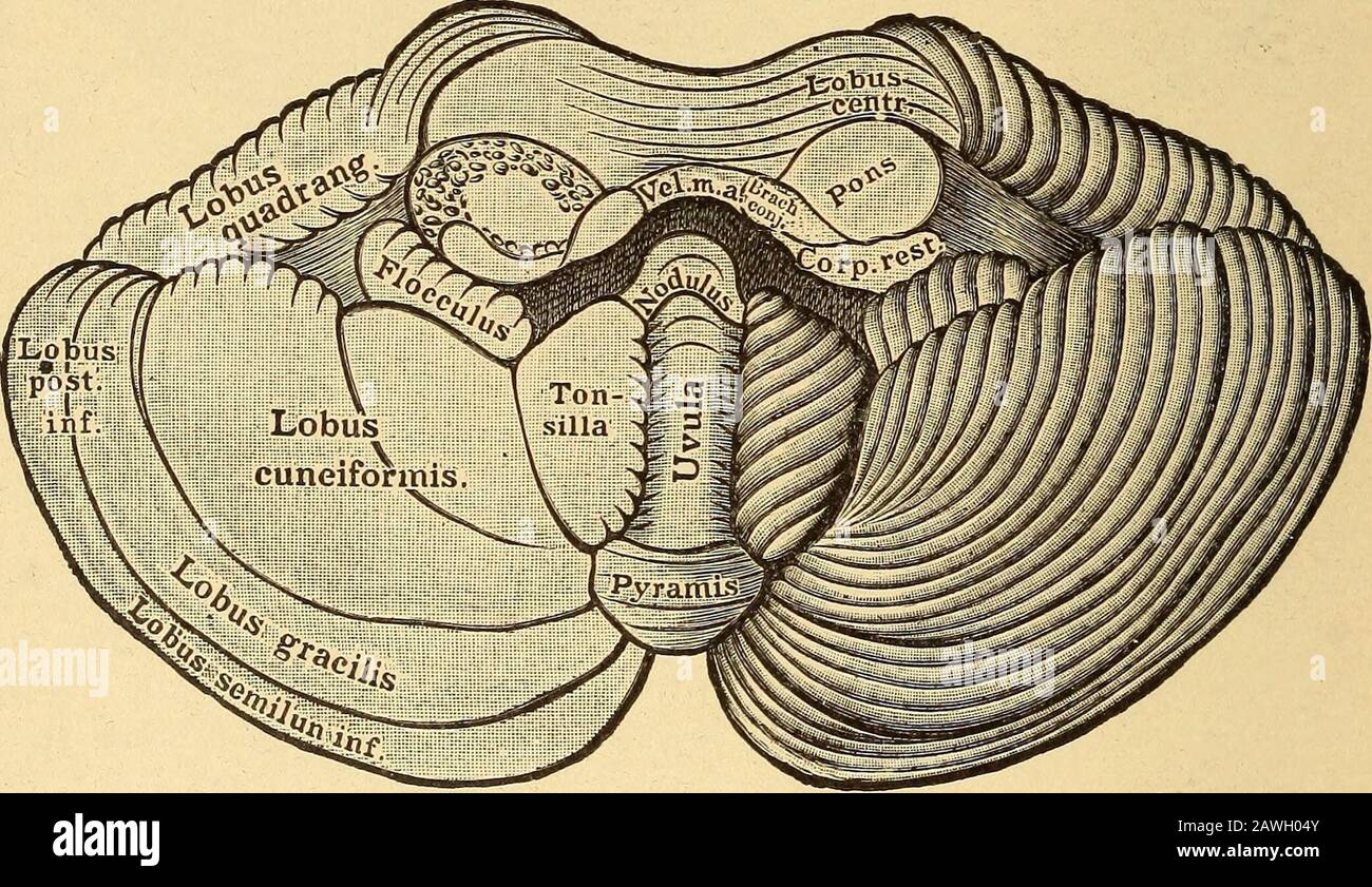Superior vermis of the cerebellum hi-res stock photography and images ...
