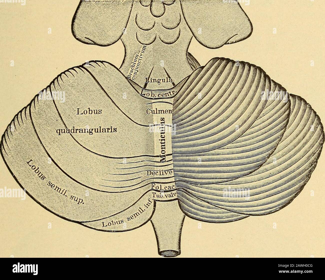 Diseases of the nervous system .. . FiG. 13.—Diagram of the Cerebral ...